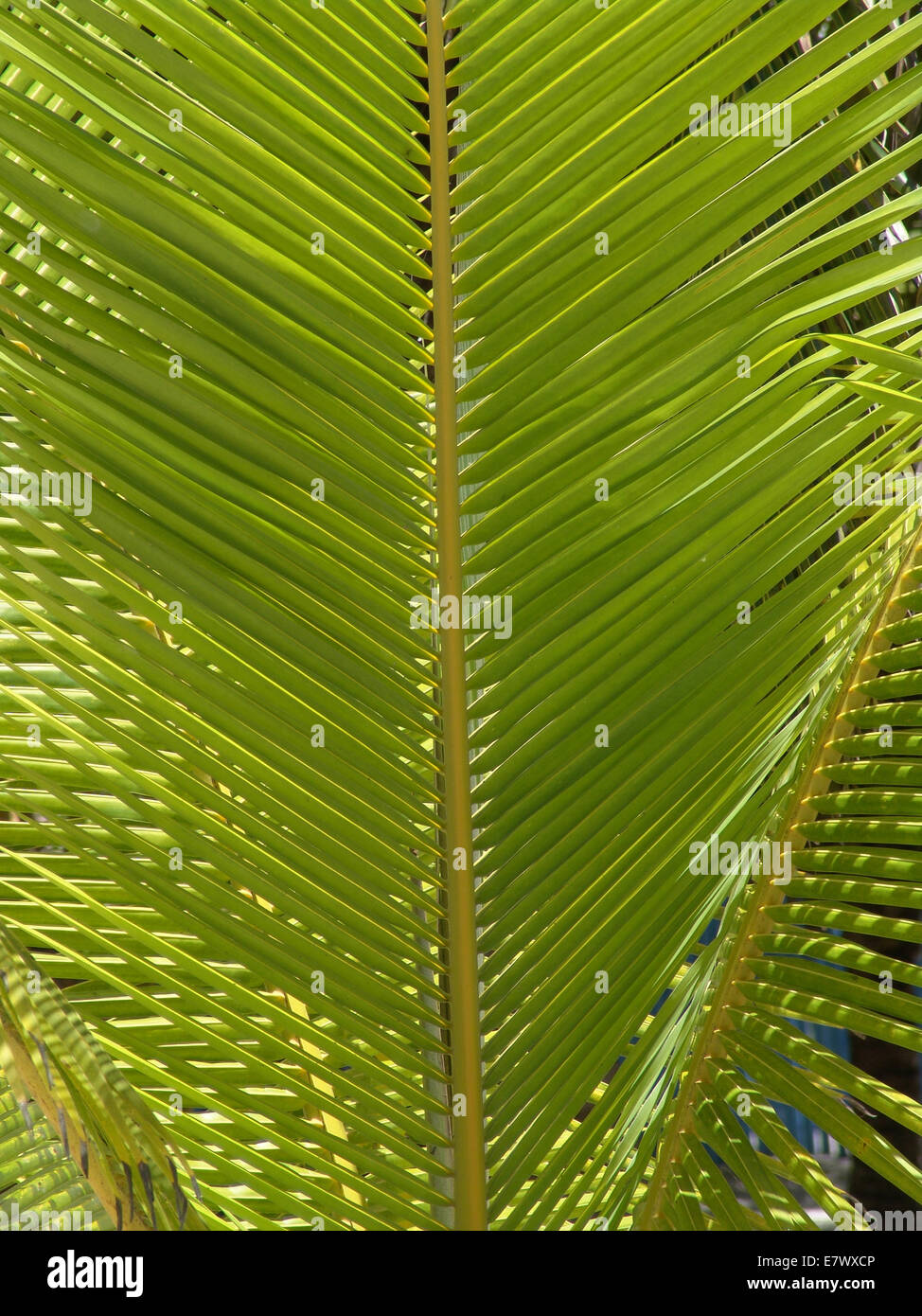 Coconut palm flower hi-res stock photography and images - Alamy