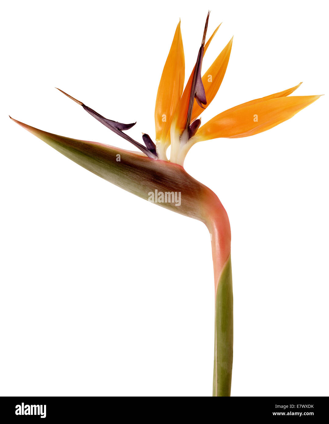 Sterlizia flower hi-res stock photography and images - Alamy
