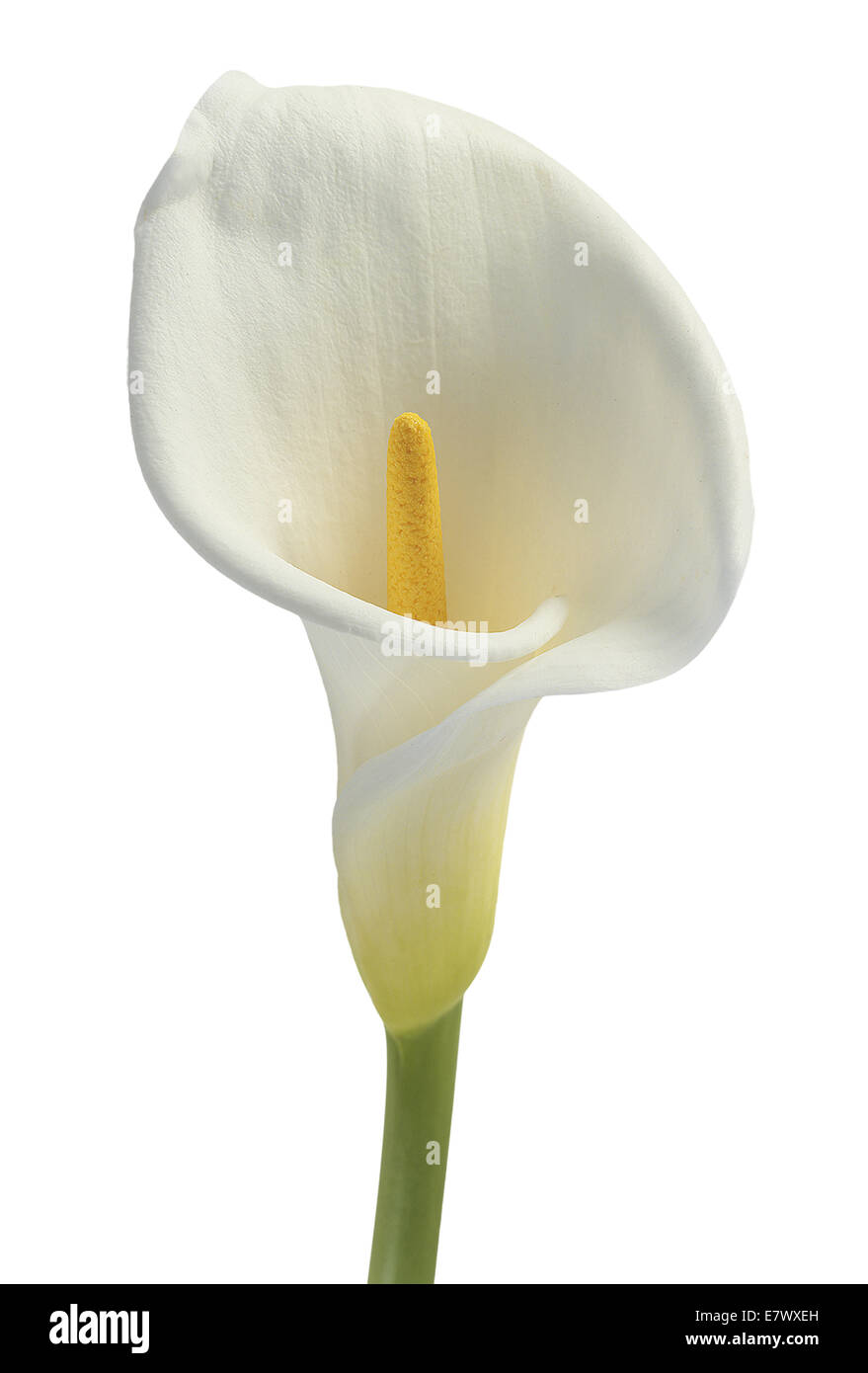 Cala natural hi-res stock photography and images - Alamy