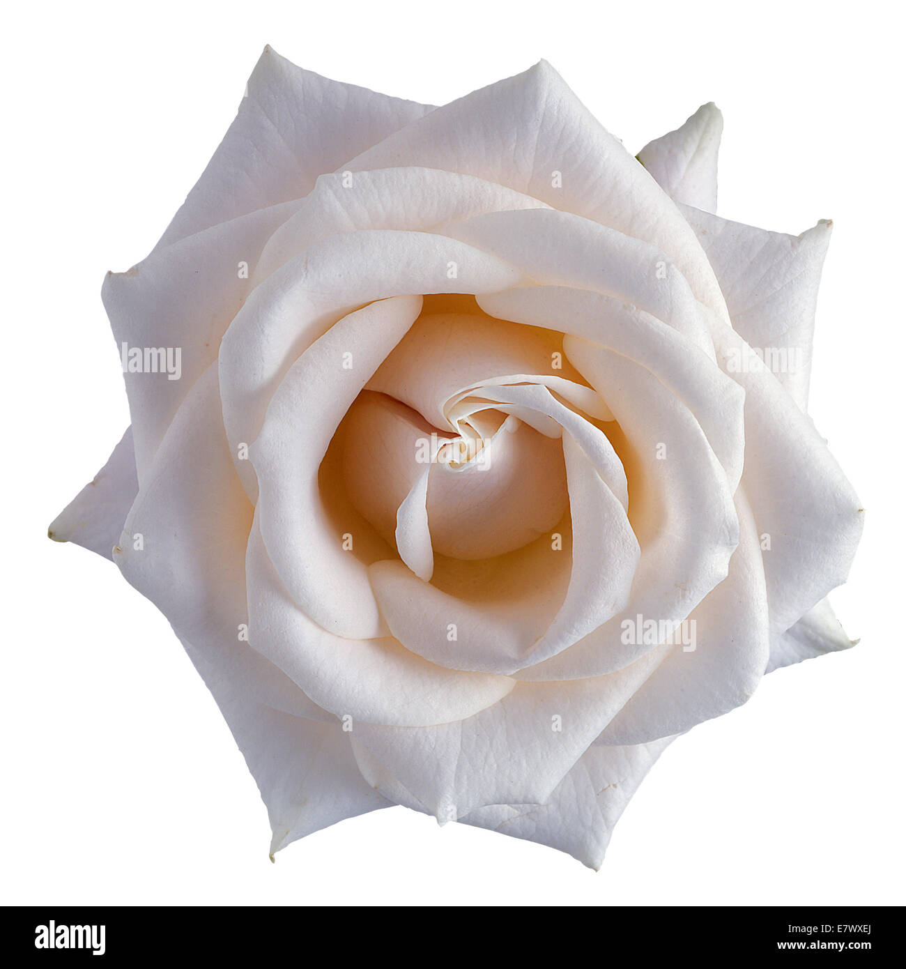 Natural rose plant hi-res stock photography and images - Alamy