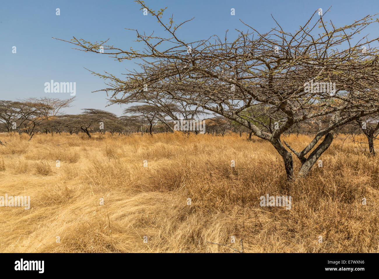 Acacia trees and sparse vegetation in the dry savannah grasslands in Abjatta-shalla national ...
