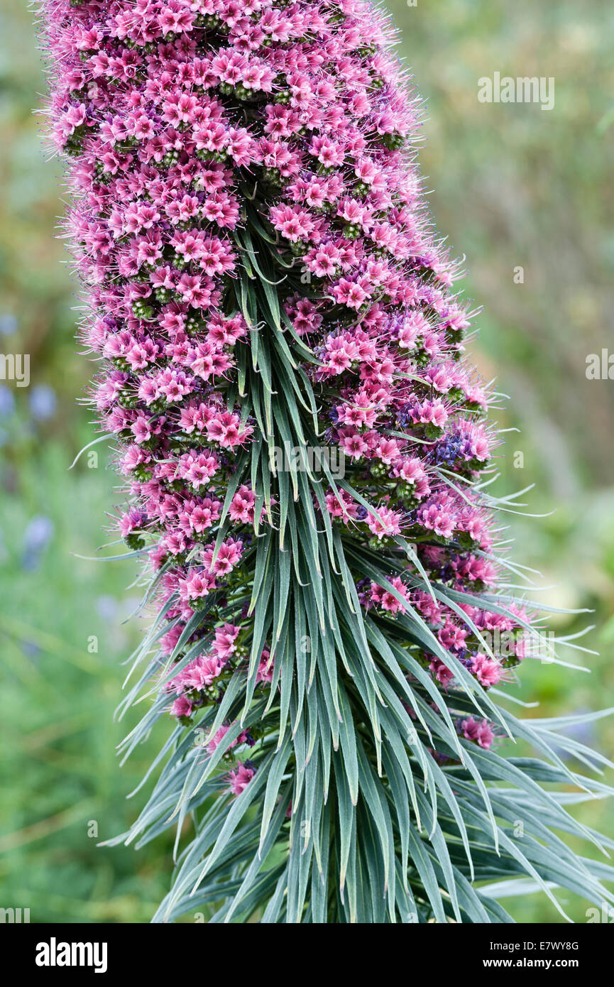 Kew gardens echium hi-res stock photography and images - Alamy