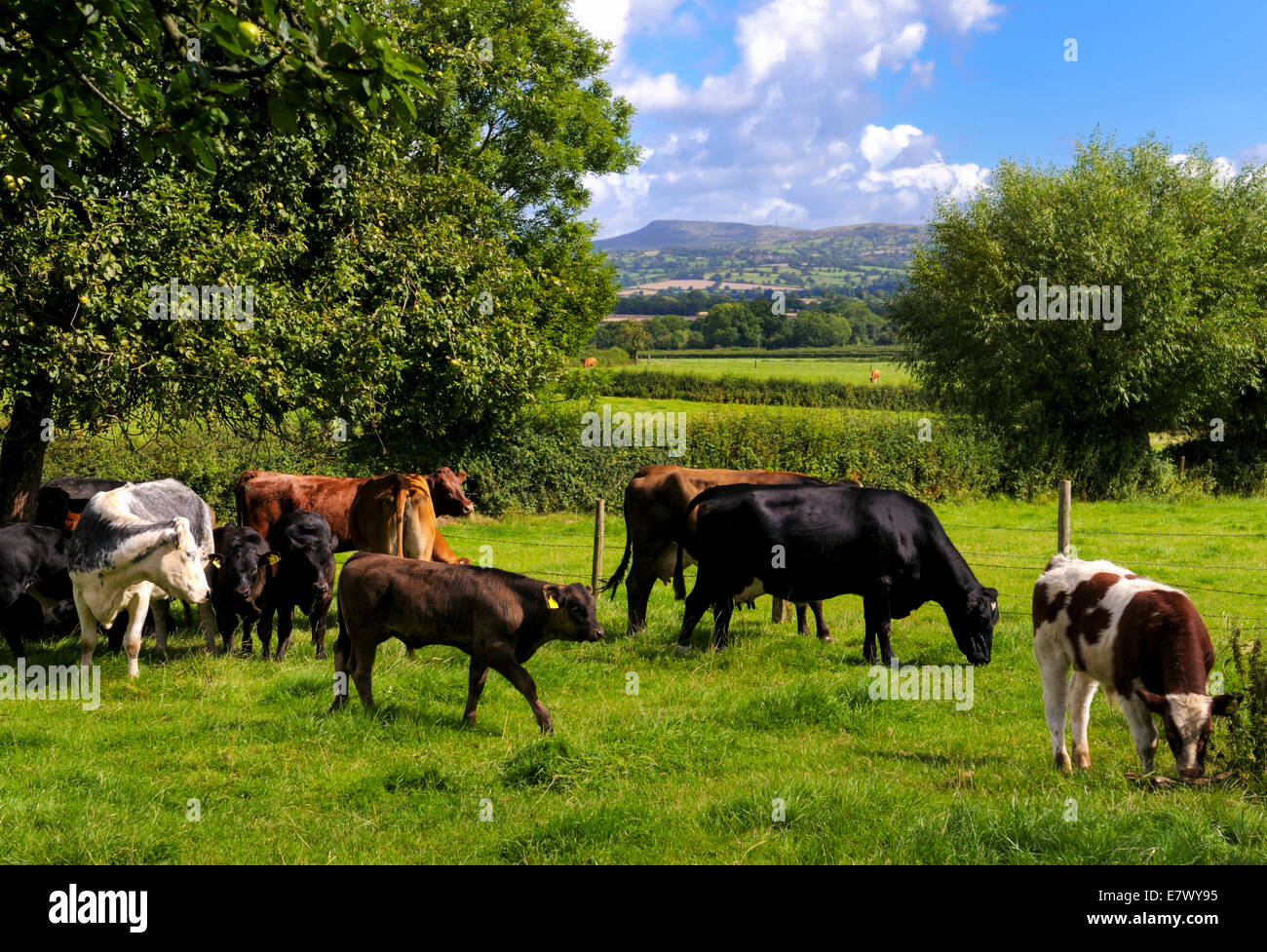 Cows in a field at Brimfield, Herefordshire, looking into Shropshire ...