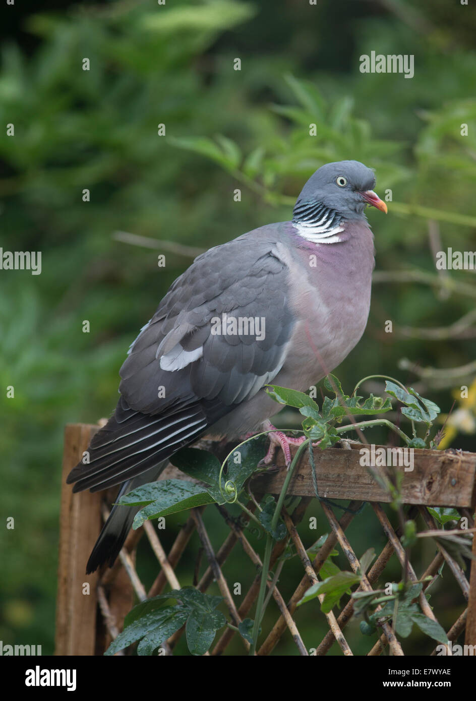 Wood Pigeon perched on garden trellis in oxford garden Stock Photo - Alamy