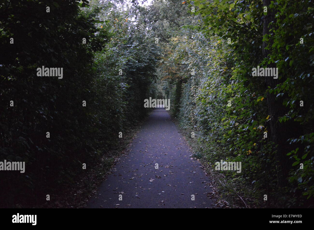 Bush path hi-res stock photography and images - Alamy