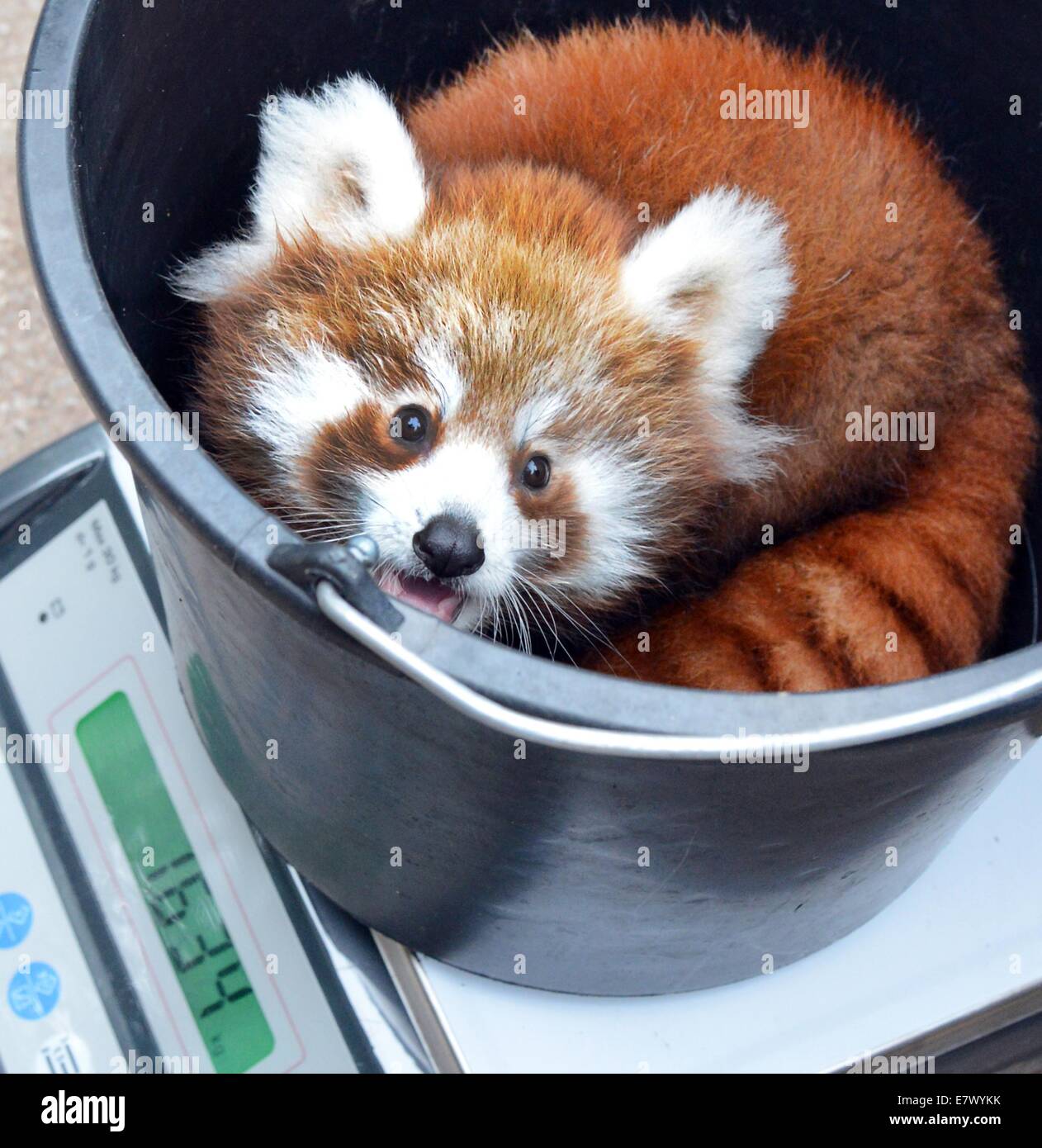 Leipzig, Germany. 25th Sep, 2014. An eight week old red panda is ...