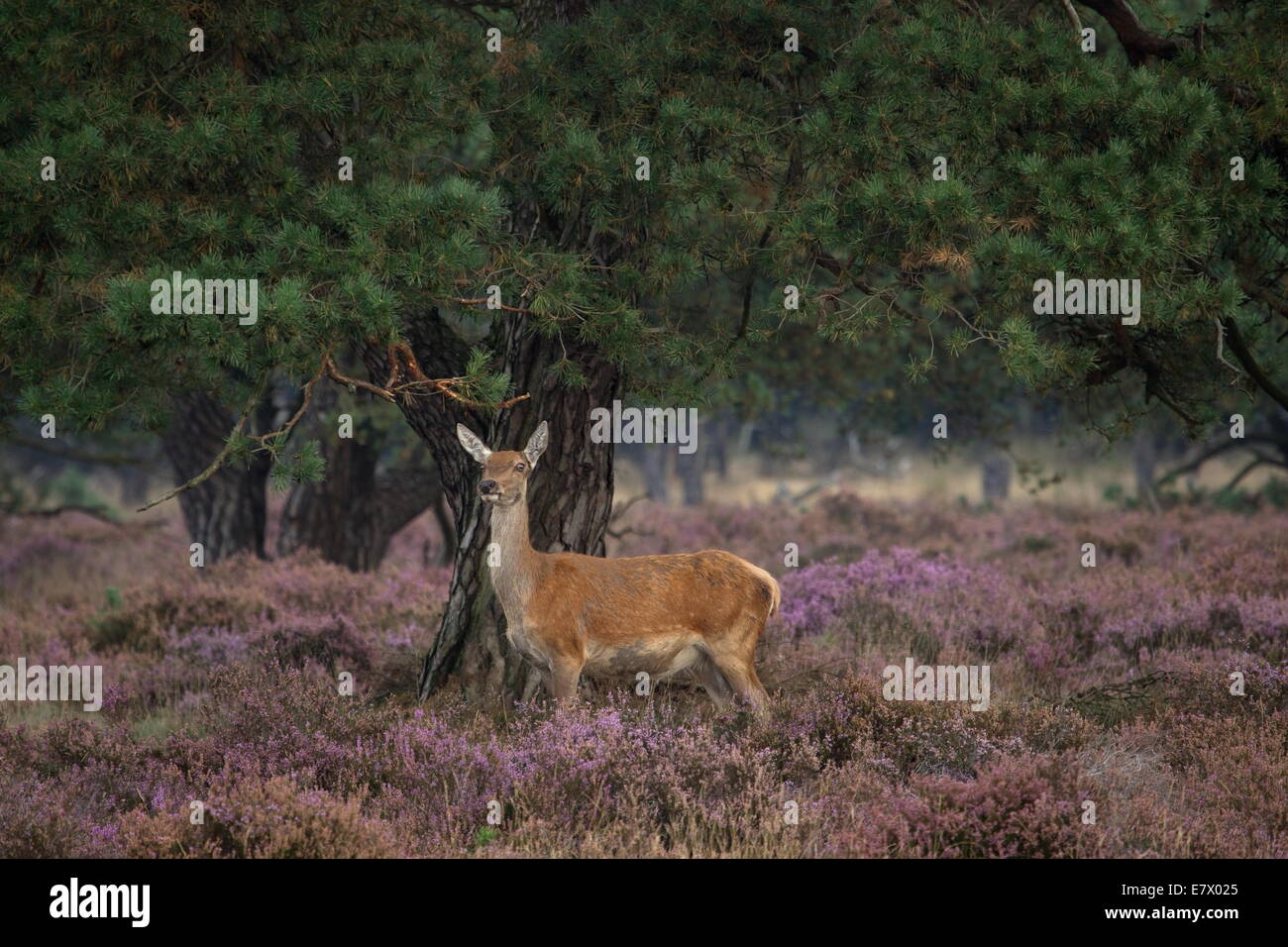 Doe during the rutting season in the Veluwe, Netherlands Stock Photo ...