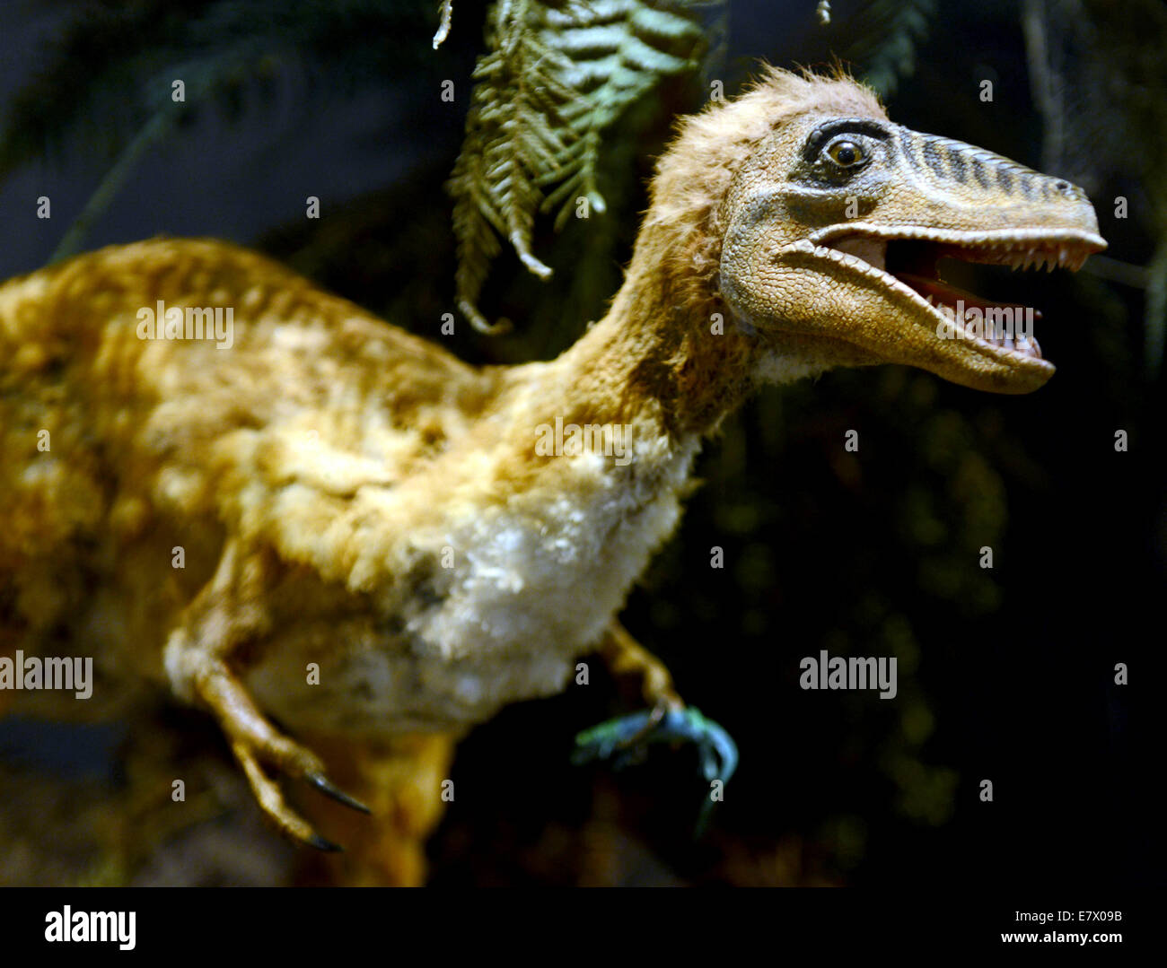 Munster, Germany. 25th Sep, 2014. A new model of an Sinosauropteryx ...