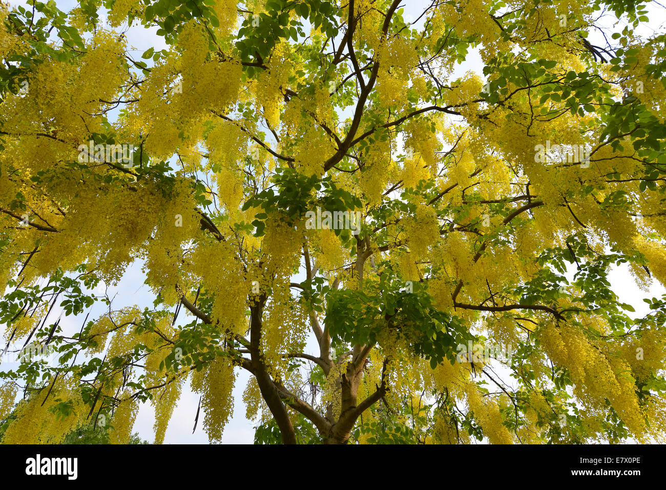 Thailand yellow flower tree hi-res stock photography and images - Alamy