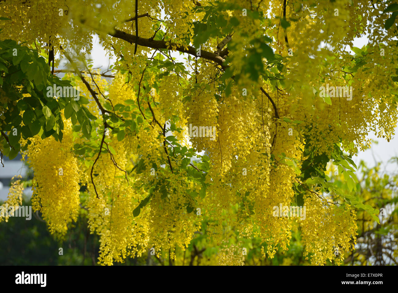 Thailand yellow flower tree hi-res stock photography and images - Alamy