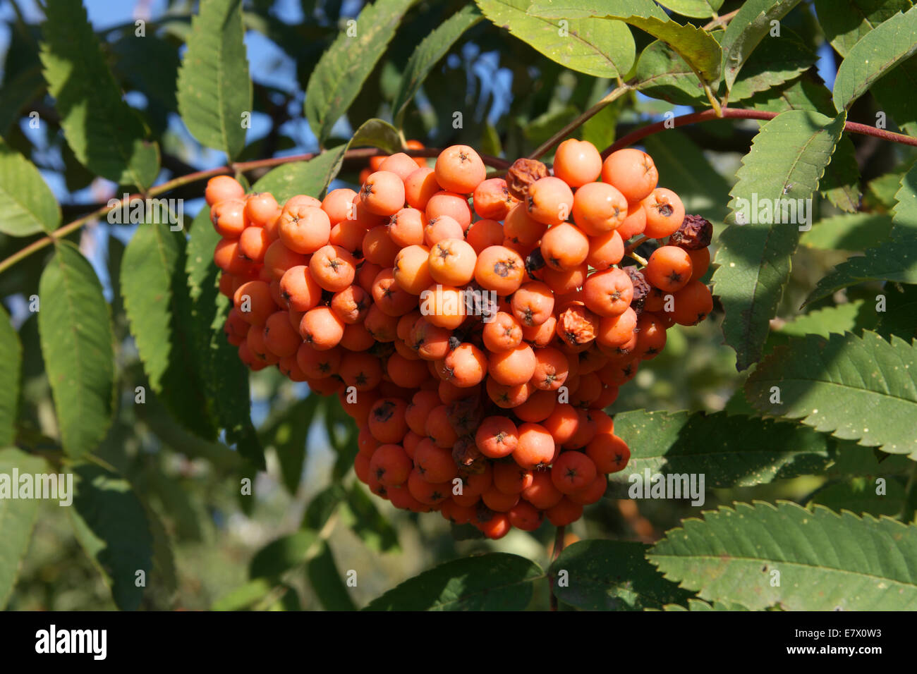 ashberry at dry sunny day Stock Photo - Alamy