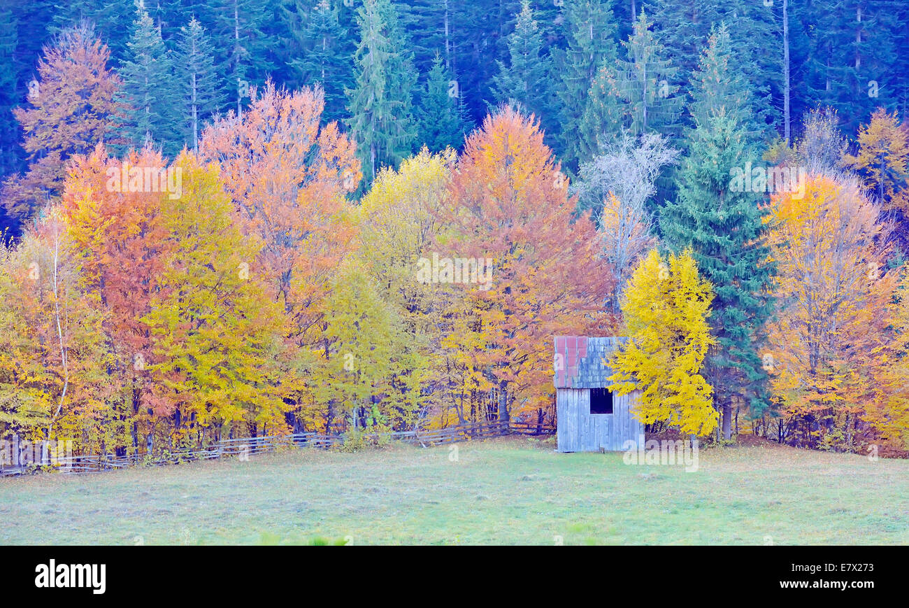 colors of autumn birch forest Stock Photo - Alamy