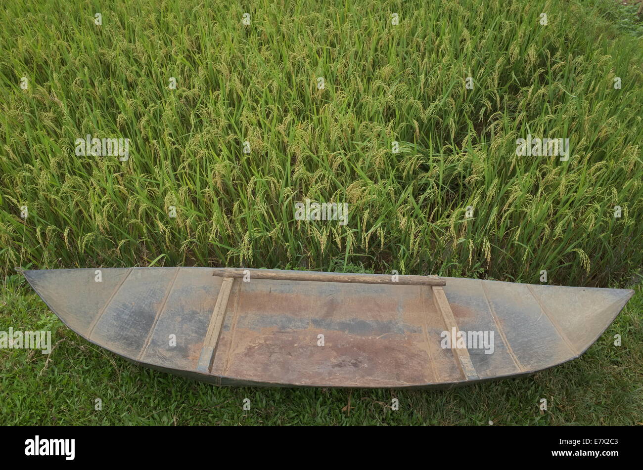 Boat and Rice Stock Photo - Alamy