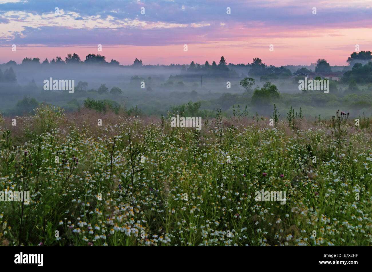 Sunrise fog over field and bushes Stock Photo - Alamy