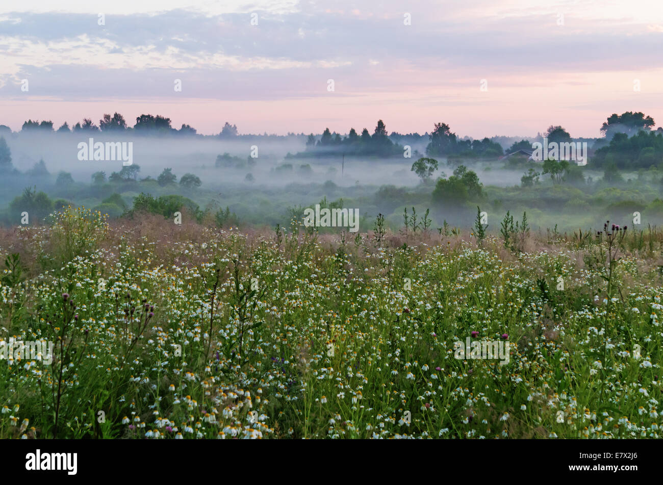 Sunrise fog over field and bushes Stock Photo - Alamy