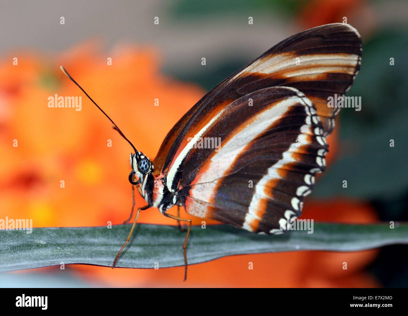 Banded Orange Heliconian (Dryadula phaetusa) A.k.a.. Banded Orange or ...