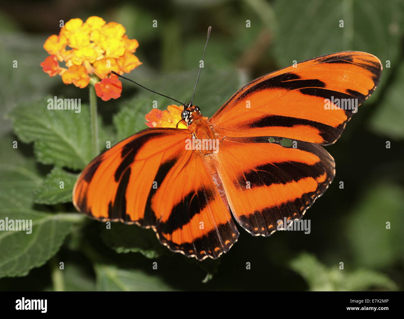 Banded Orange Heliconian (Dryadula phaetusa) feeding on a tropical ...