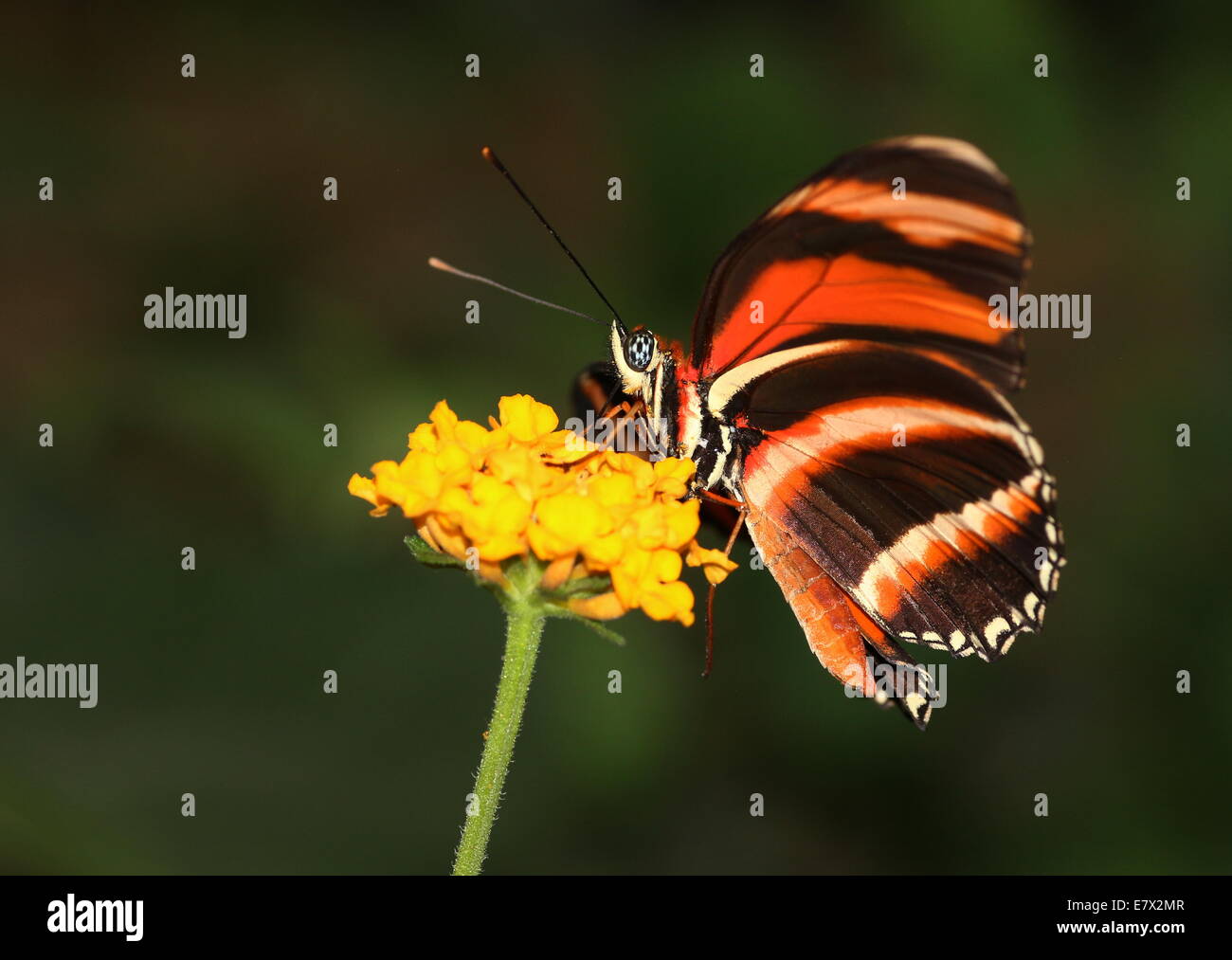 Banded Orange Heliconian (Dryadula phaetusa) feeding on a tropical ...