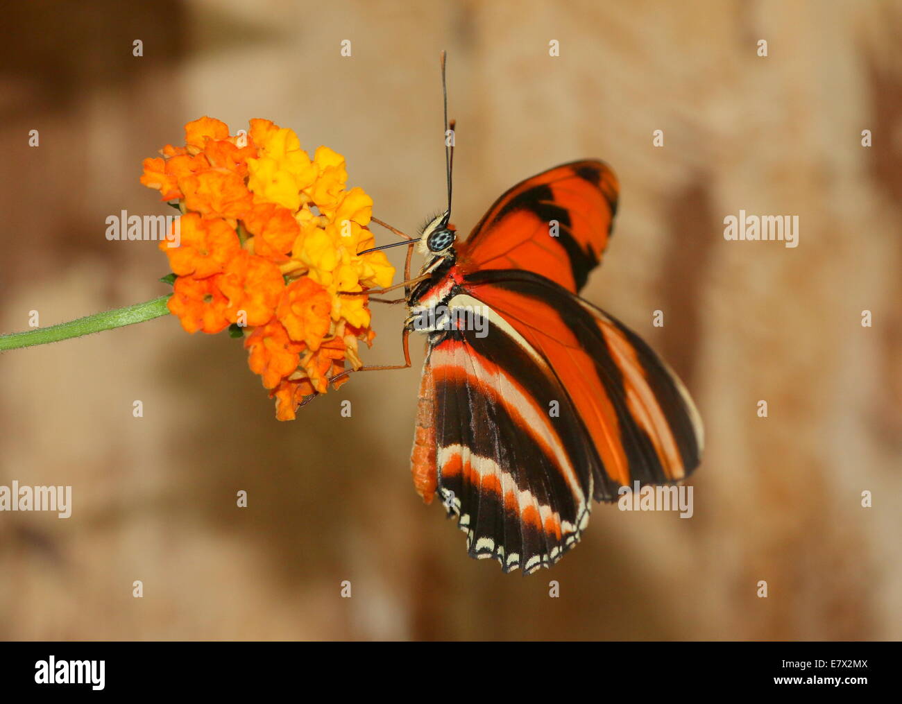 Banded Orange Heliconian (Dryadula phaetusa) feeding on a tropical ...