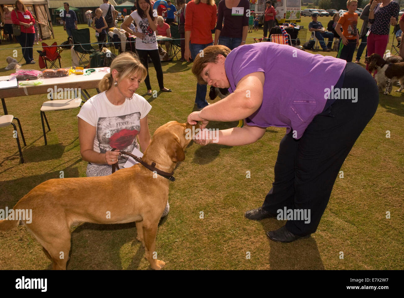 Judging dogs hi-res stock photography and images - Alamy