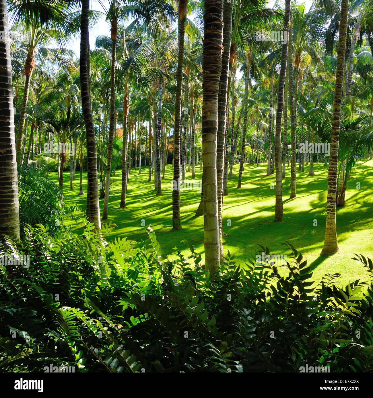 Palm grove hi-res stock photography and images - Alamy