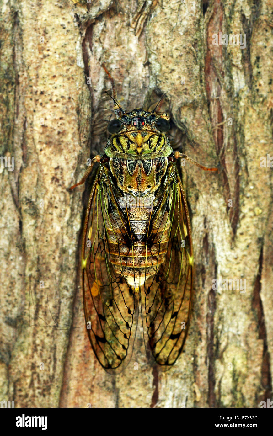 cicada singing on a tree in the summer sun Stock Photo - Alamy