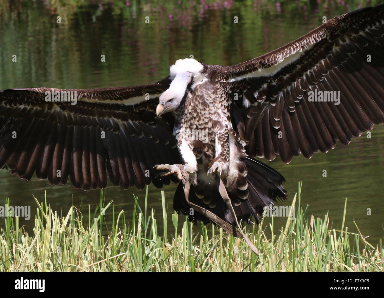 Ruppells griffon vulture in flight hi-res stock photography and images ...