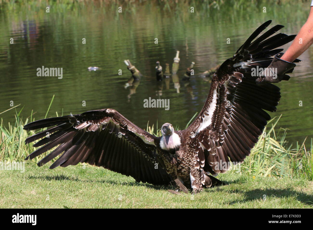 Bird handler with a Rüppell's - Griffon - Vulture (Gyps rueppellii ...