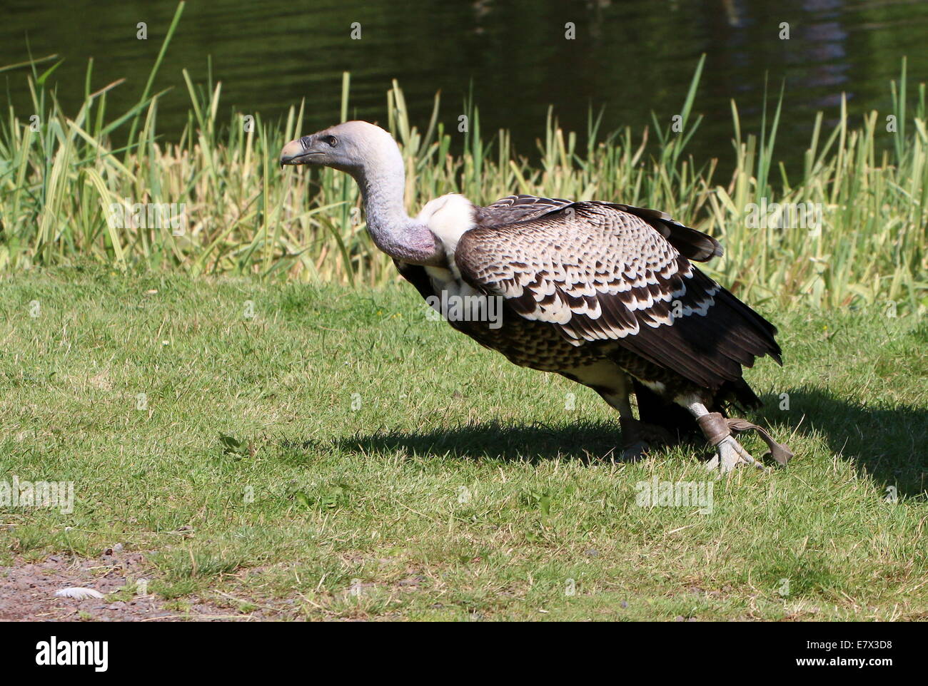 Rüppell's - Griffon - Vulture (Gyps rueppellii) during a raptor show at ...