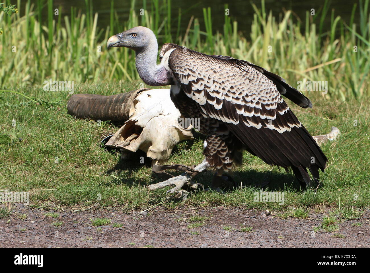 Rüppell's - Griffon - Vulture (Gyps rueppellii) during a raptor show at ...