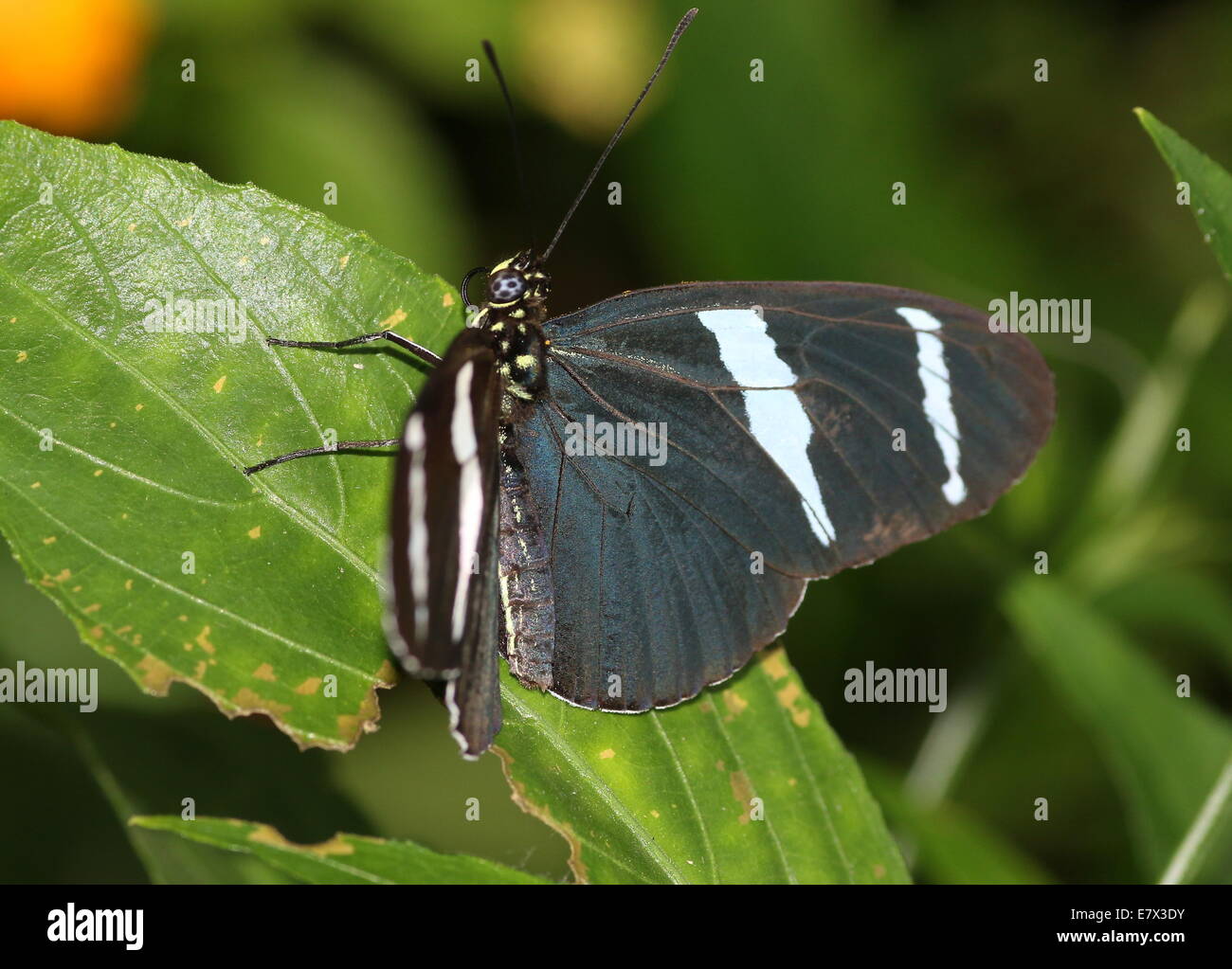 Sara Longwing or Sara Heliconian butterfly (Heliconius sara), wings ...