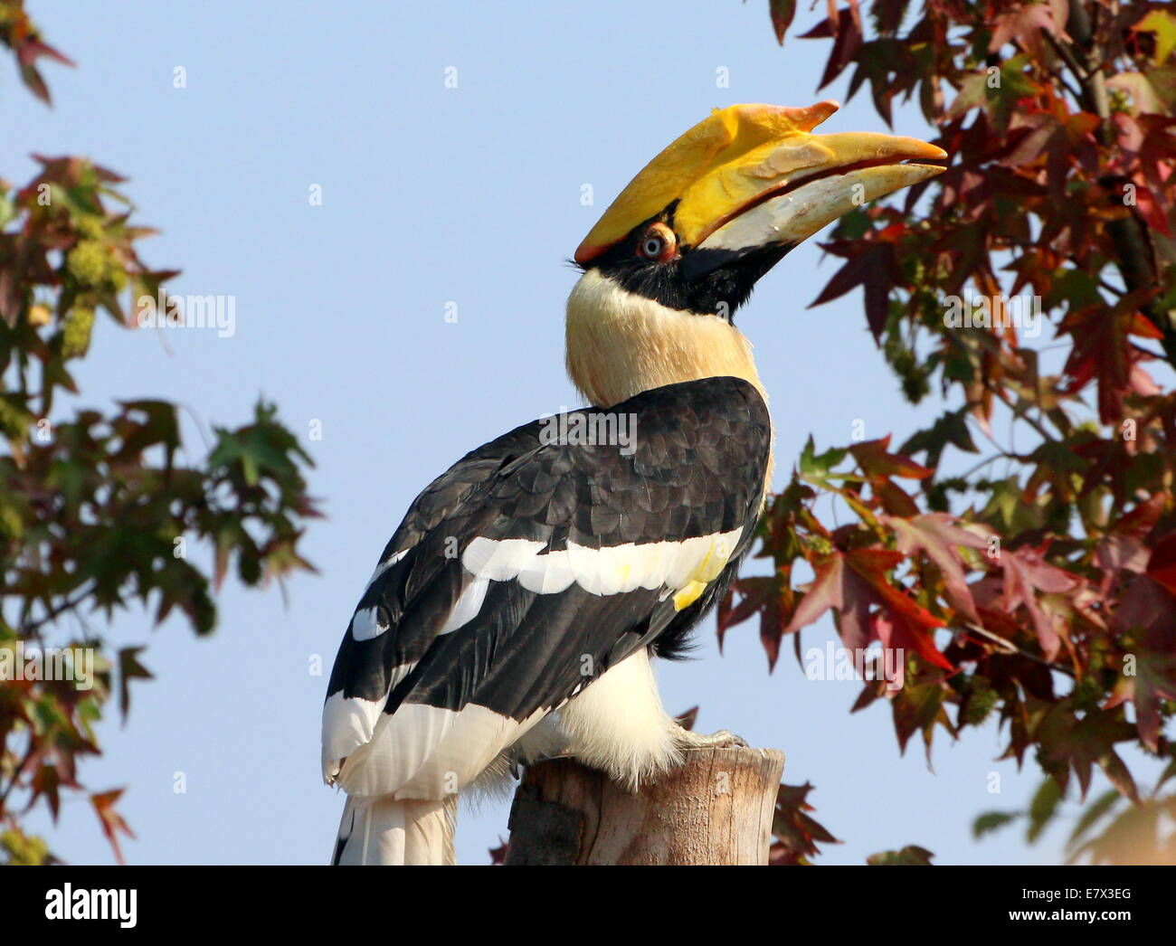 Great Indian hornbill (Buceros bicornis) a.k.a. great pied hornbill in ...