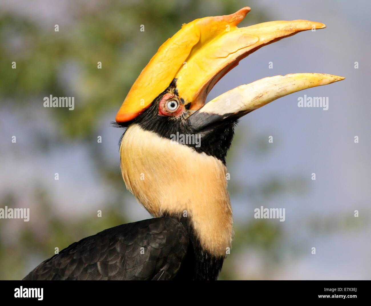 Great Indian Hornbill