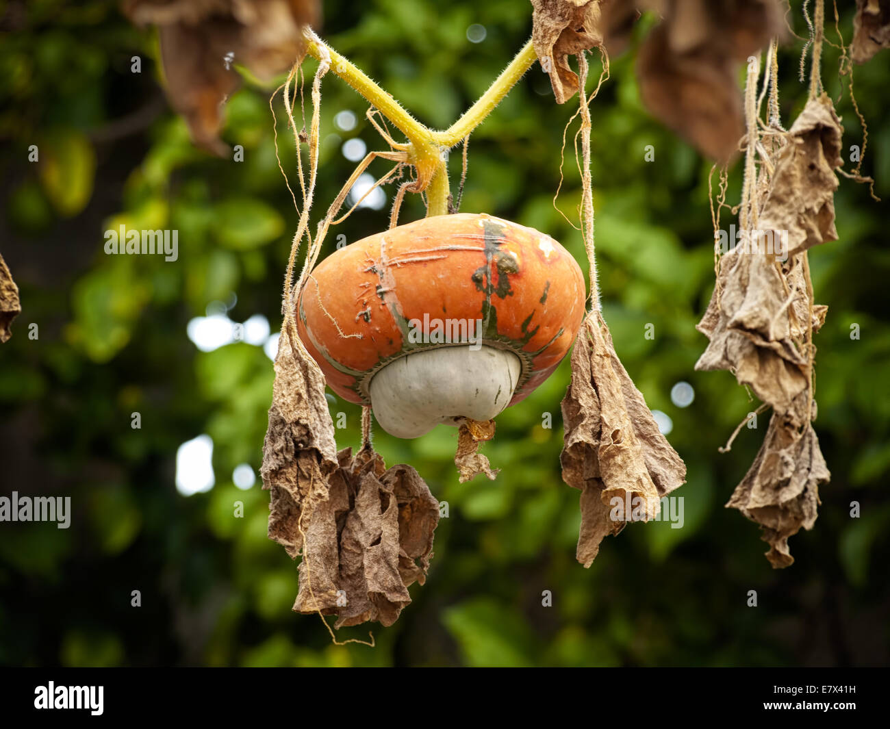 Gourd is hanging on a stem Stock Photo - Alamy