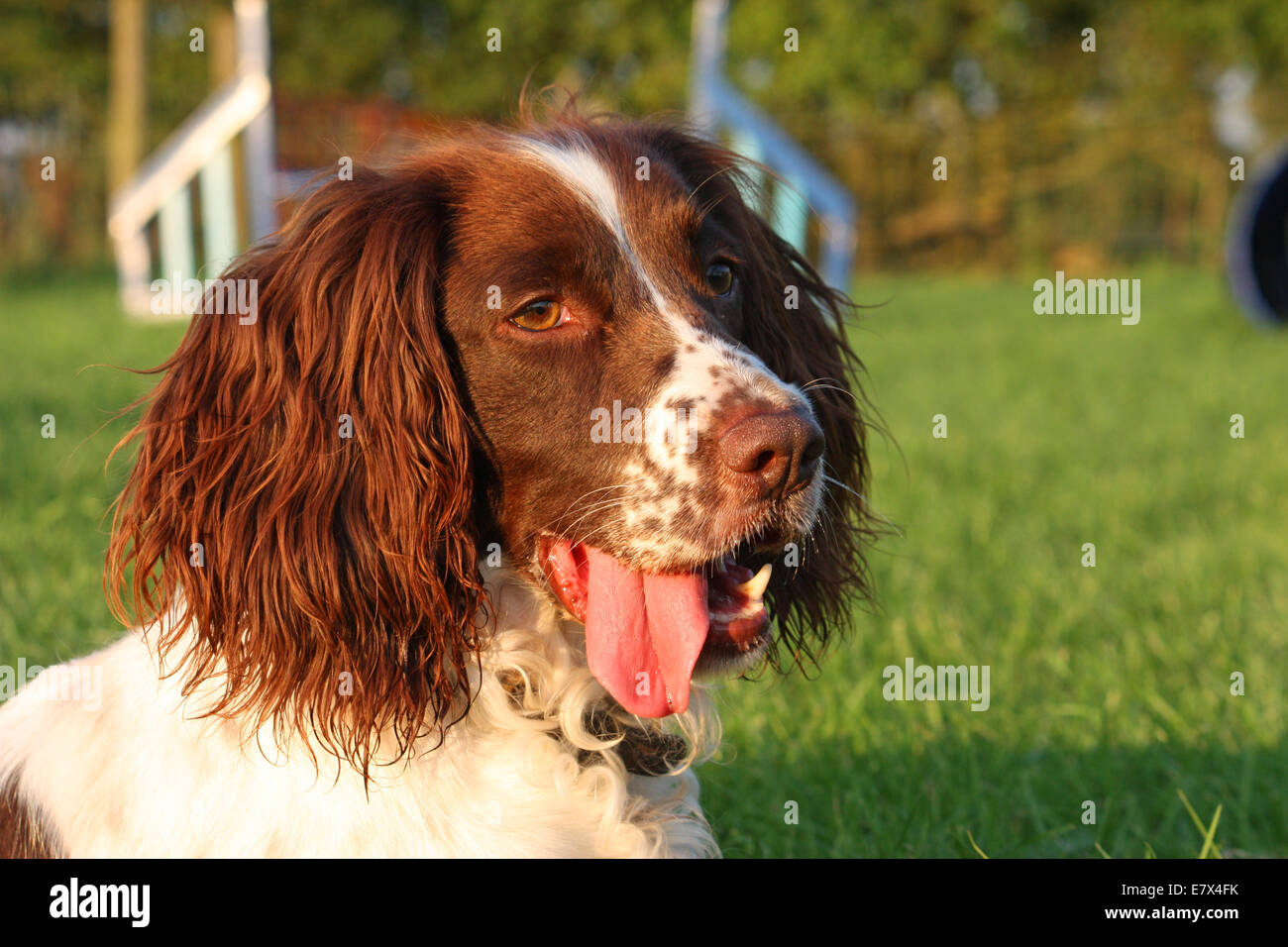 a very cute liver and white working type english springer spaniel pet ...