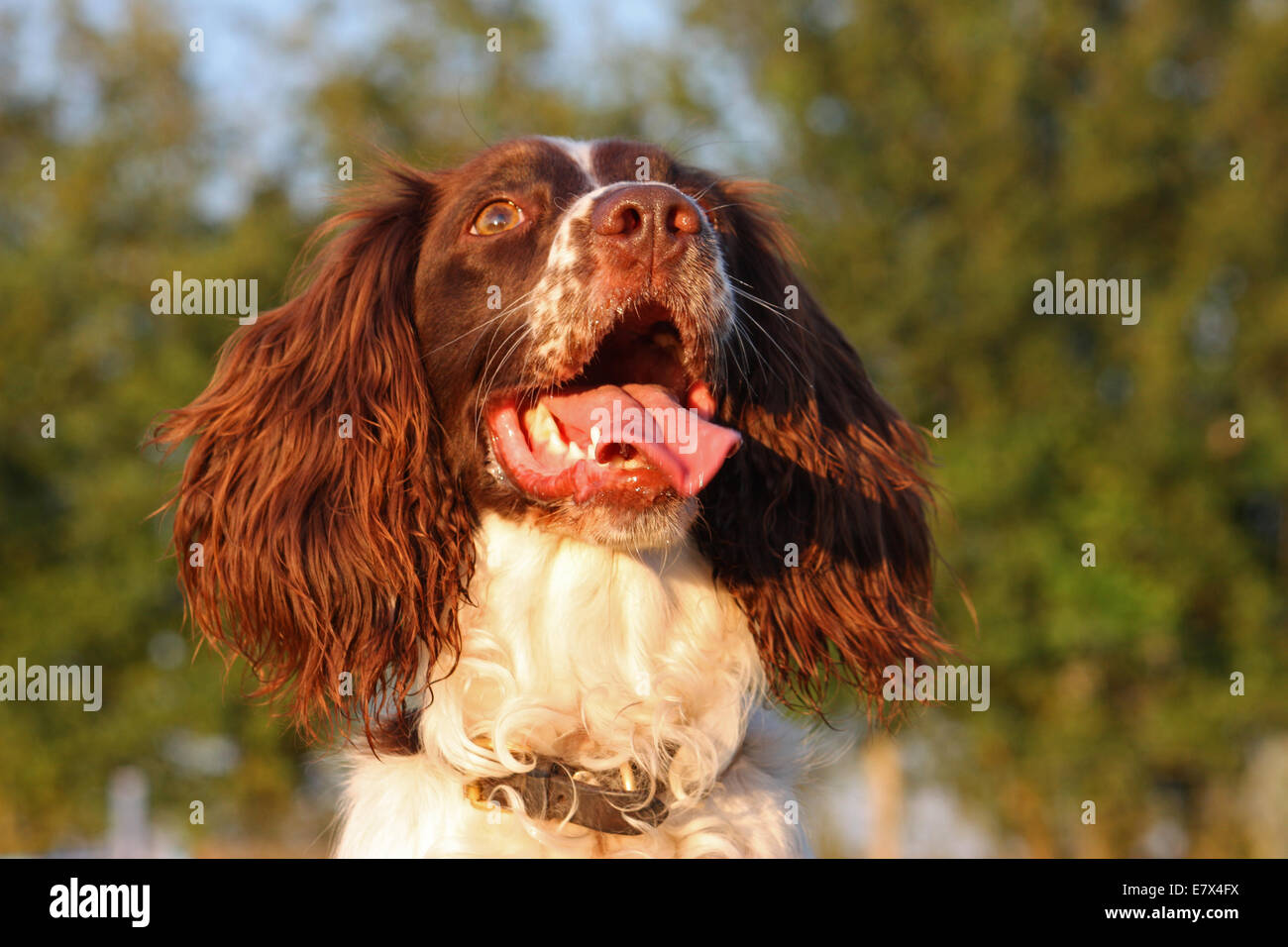 a very cute liver and white working type english springer spaniel pet ...