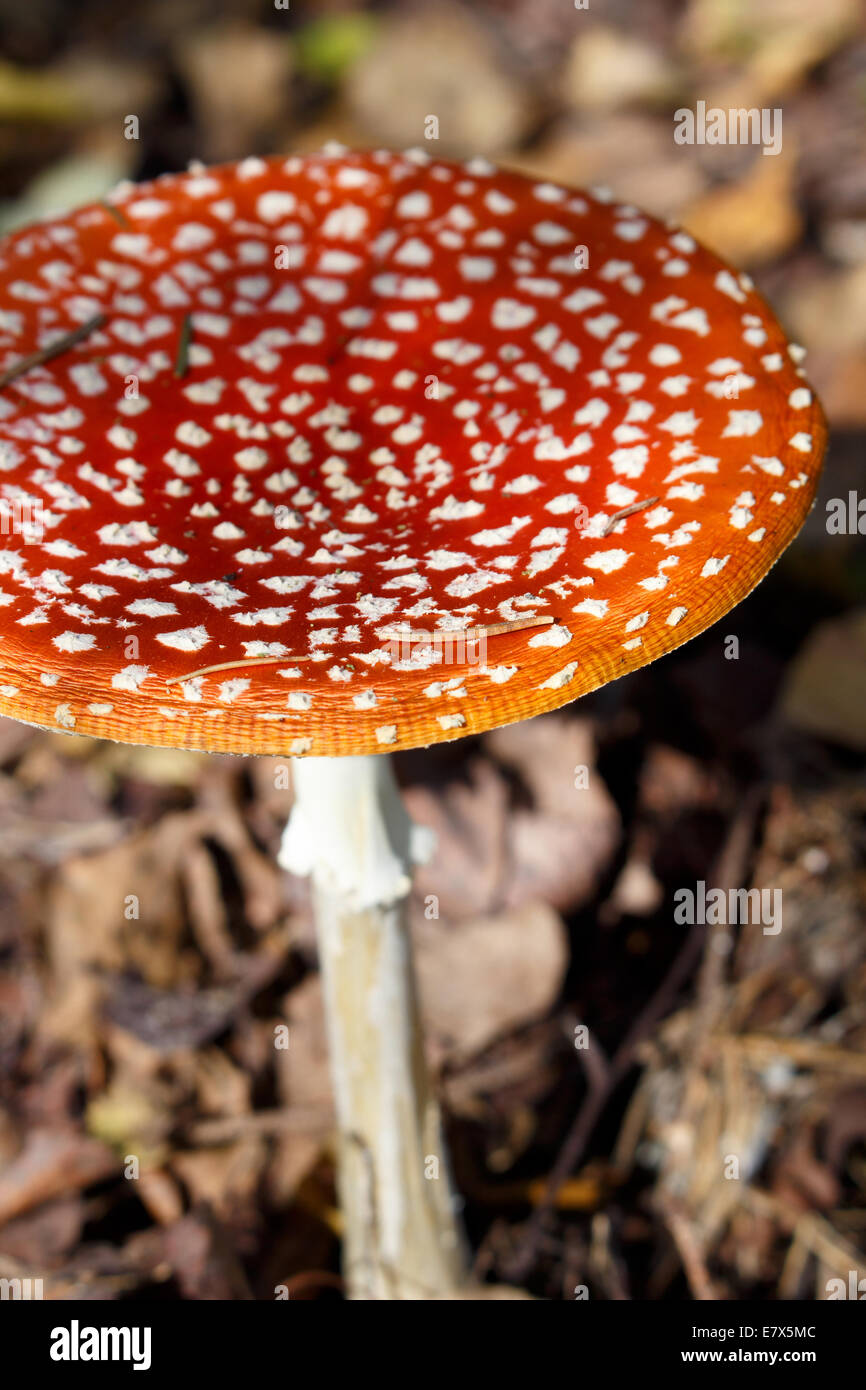 Red fly mushroom in forest Stock Photo - Alamy