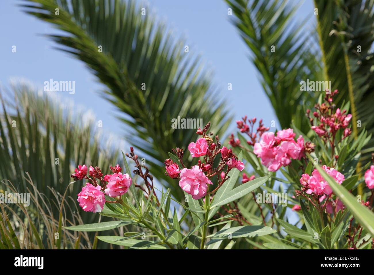Palm tree and pink flowers hi-res stock photography and images - Alamy