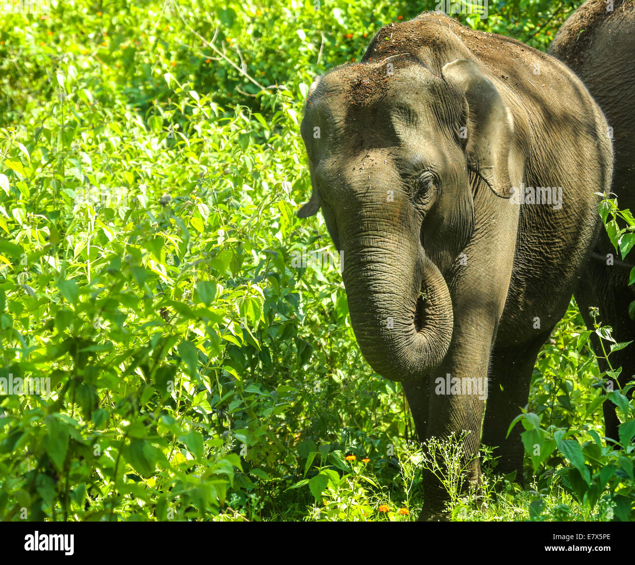 The Indian elephant is a sub-species of Asian elephant which includes ...