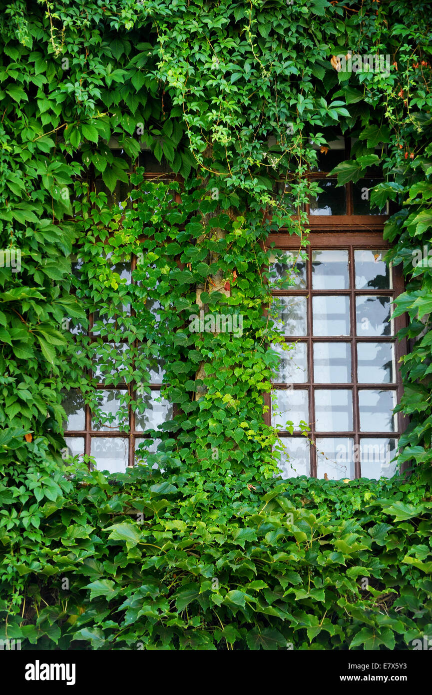 House green windows vegetation hi-res stock photography and images - Alamy