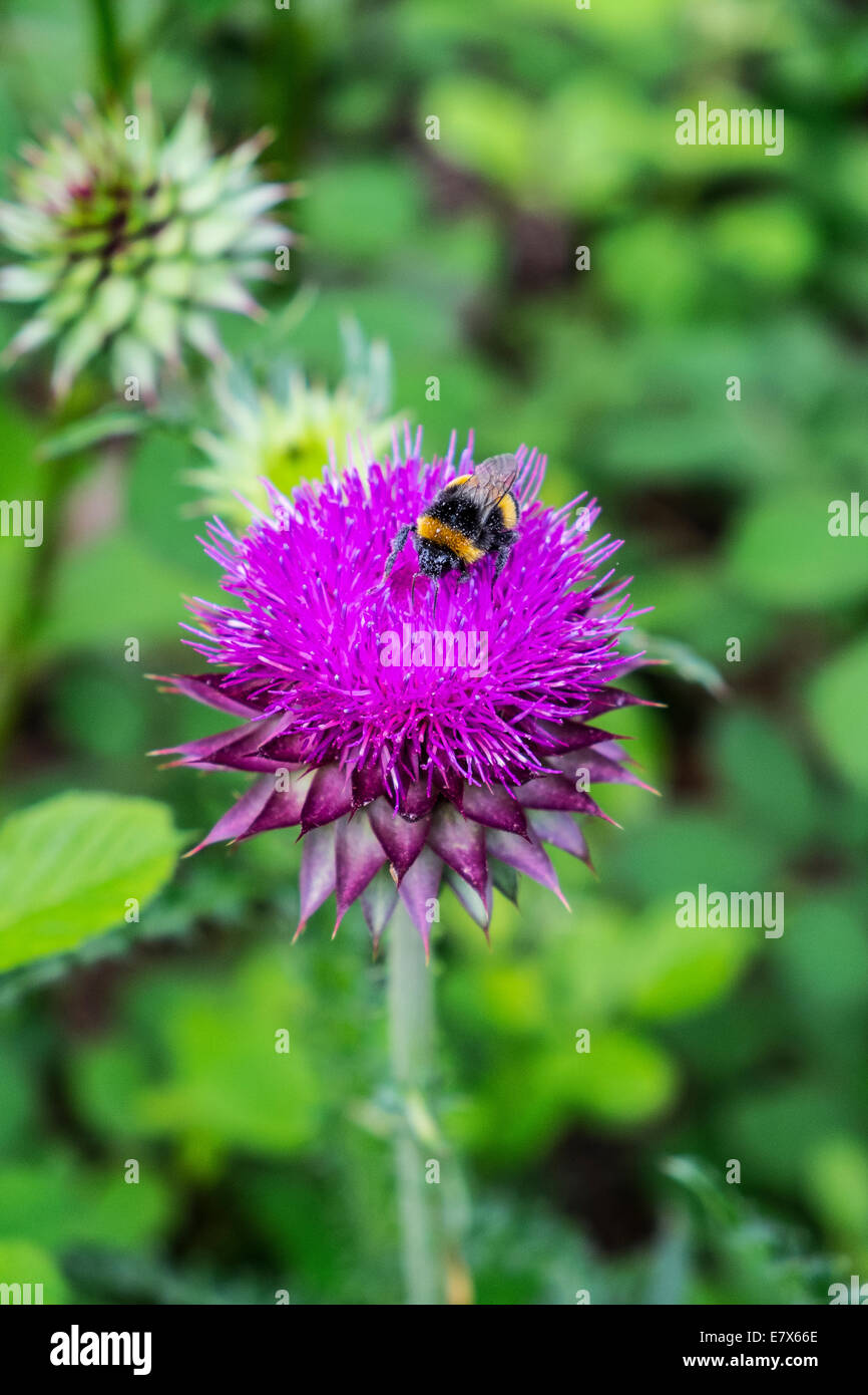 bee on flower Stock Photo - Alamy