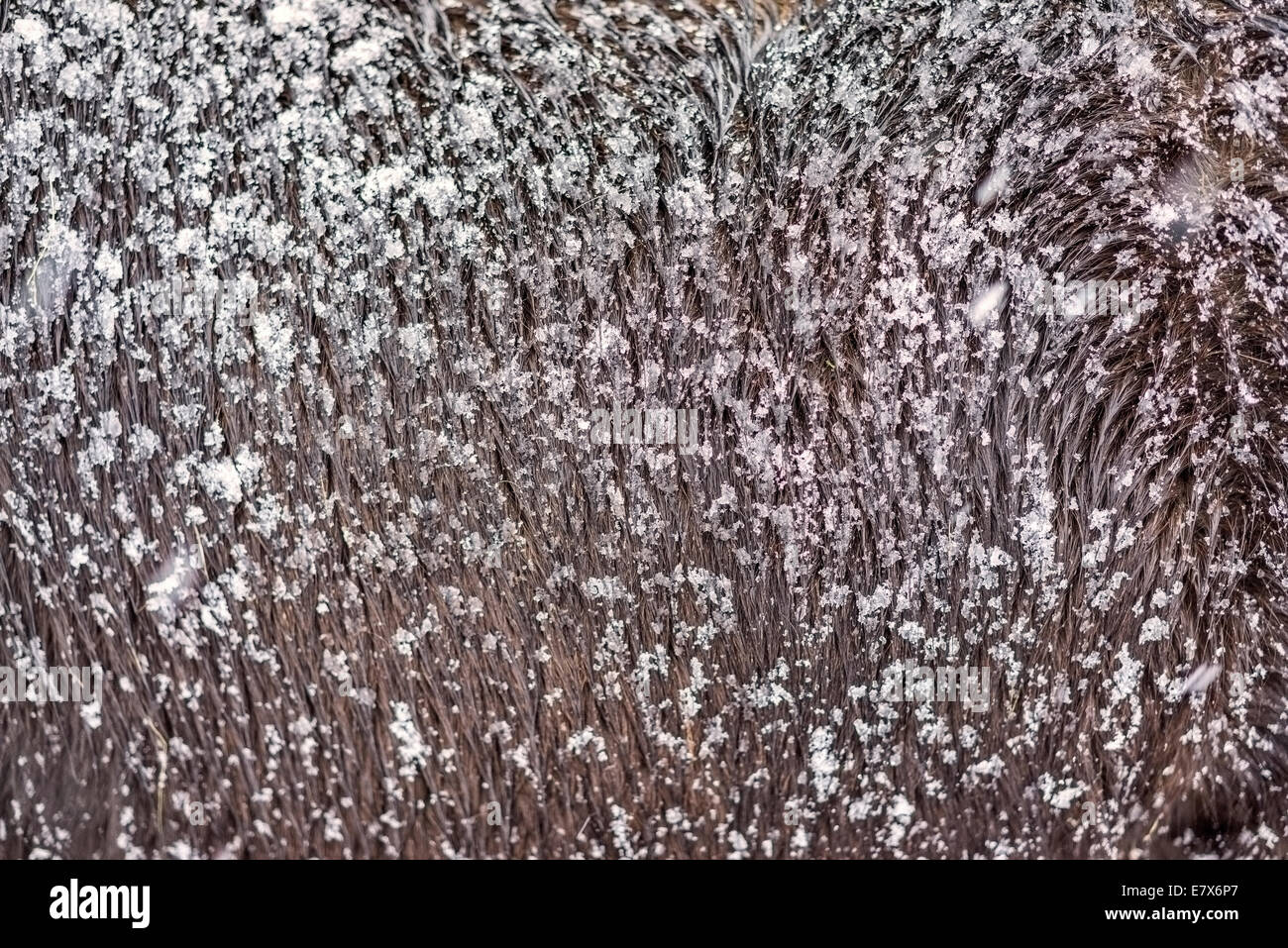 Icelandic Horse in a snowstorm, Iceland. Close-up of snow on fur Stock ...