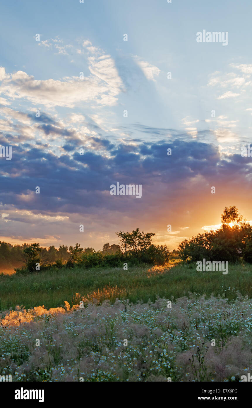 Sunrise - beams of the morning sun shine a grass and wild flowers Stock ...