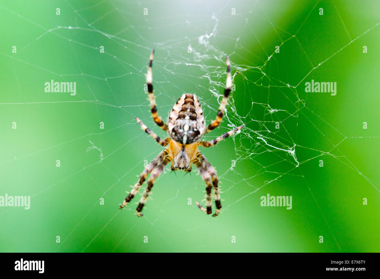 The European garden spider, diadem spider, cross spider, or cross ...
