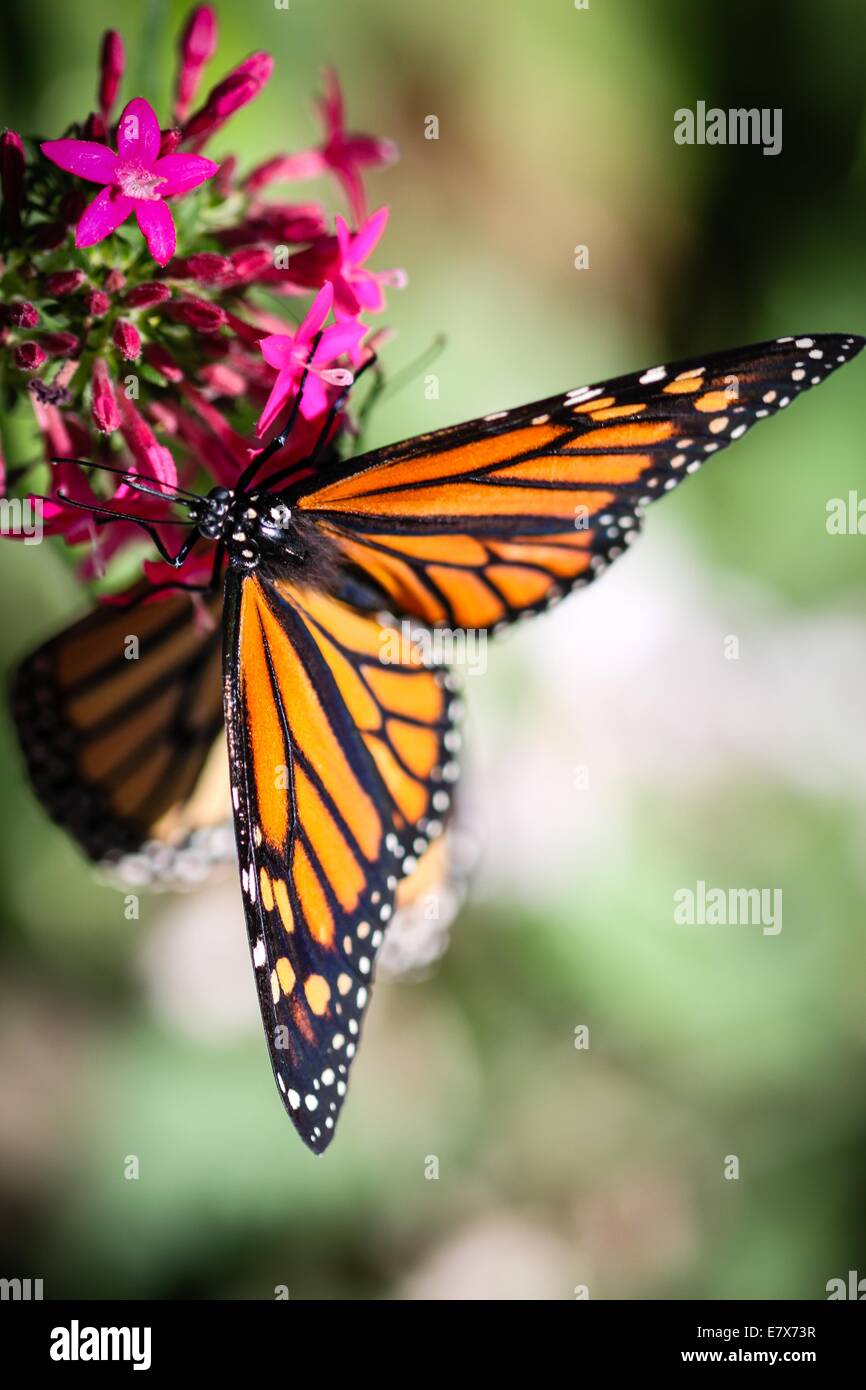 Monarch butterfly milkweed hi-res stock photography and images - Alamy