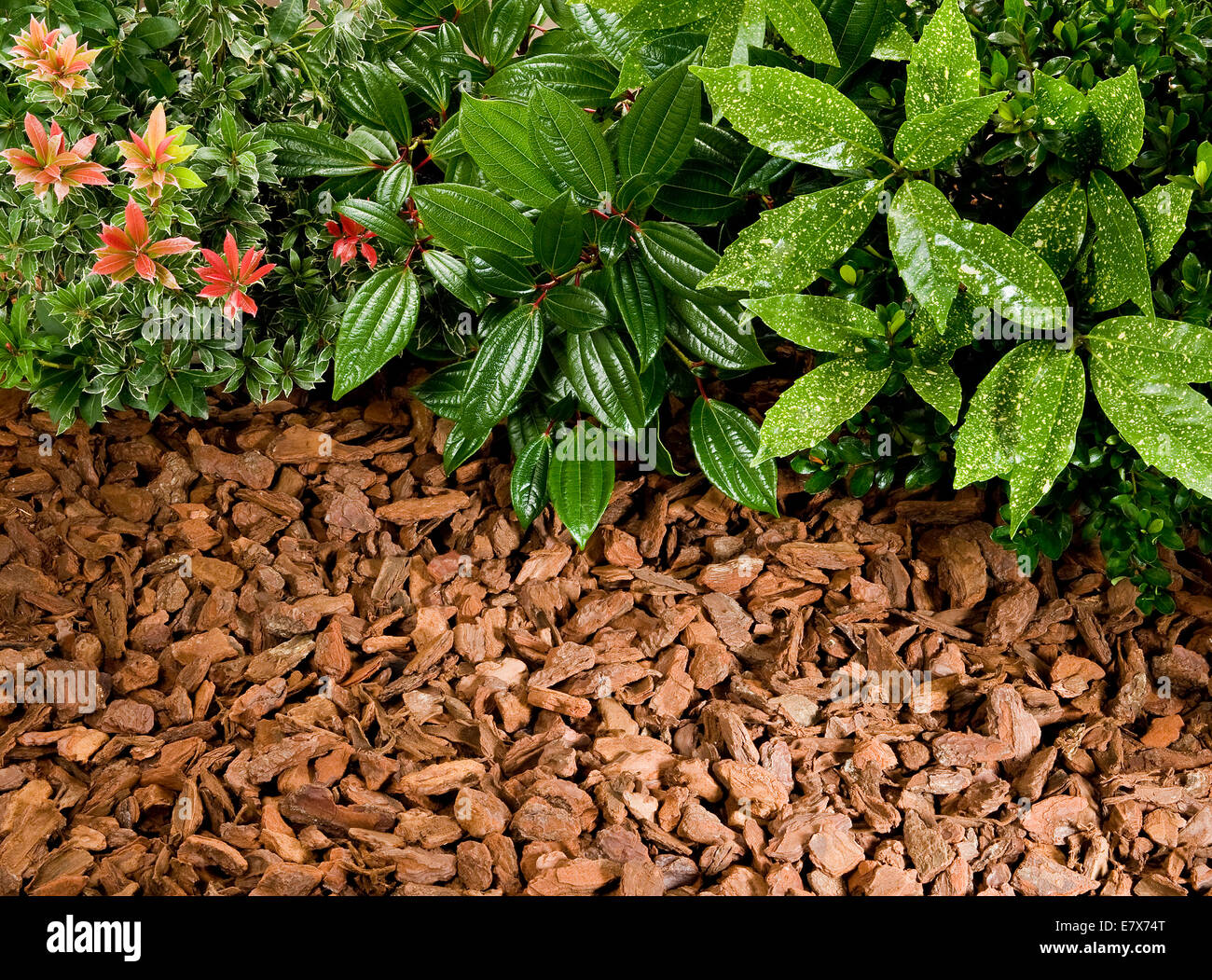 Trough garden plant hi-res stock photography and images - Alamy
