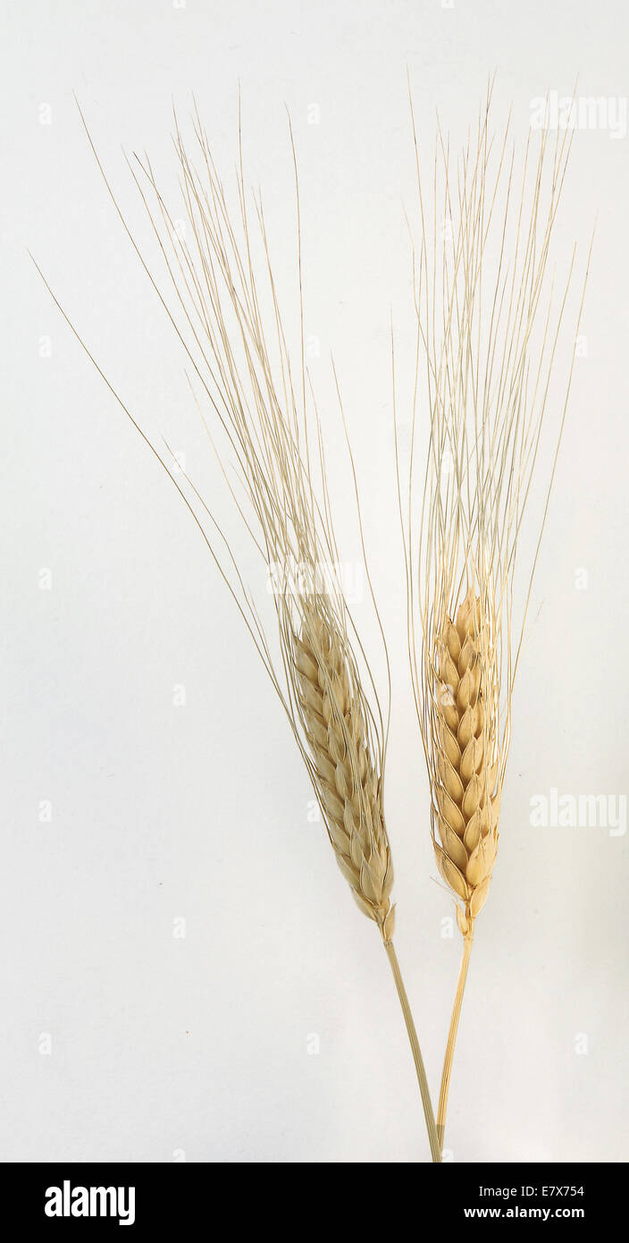 Ear of wheat Stock Photo - Alamy