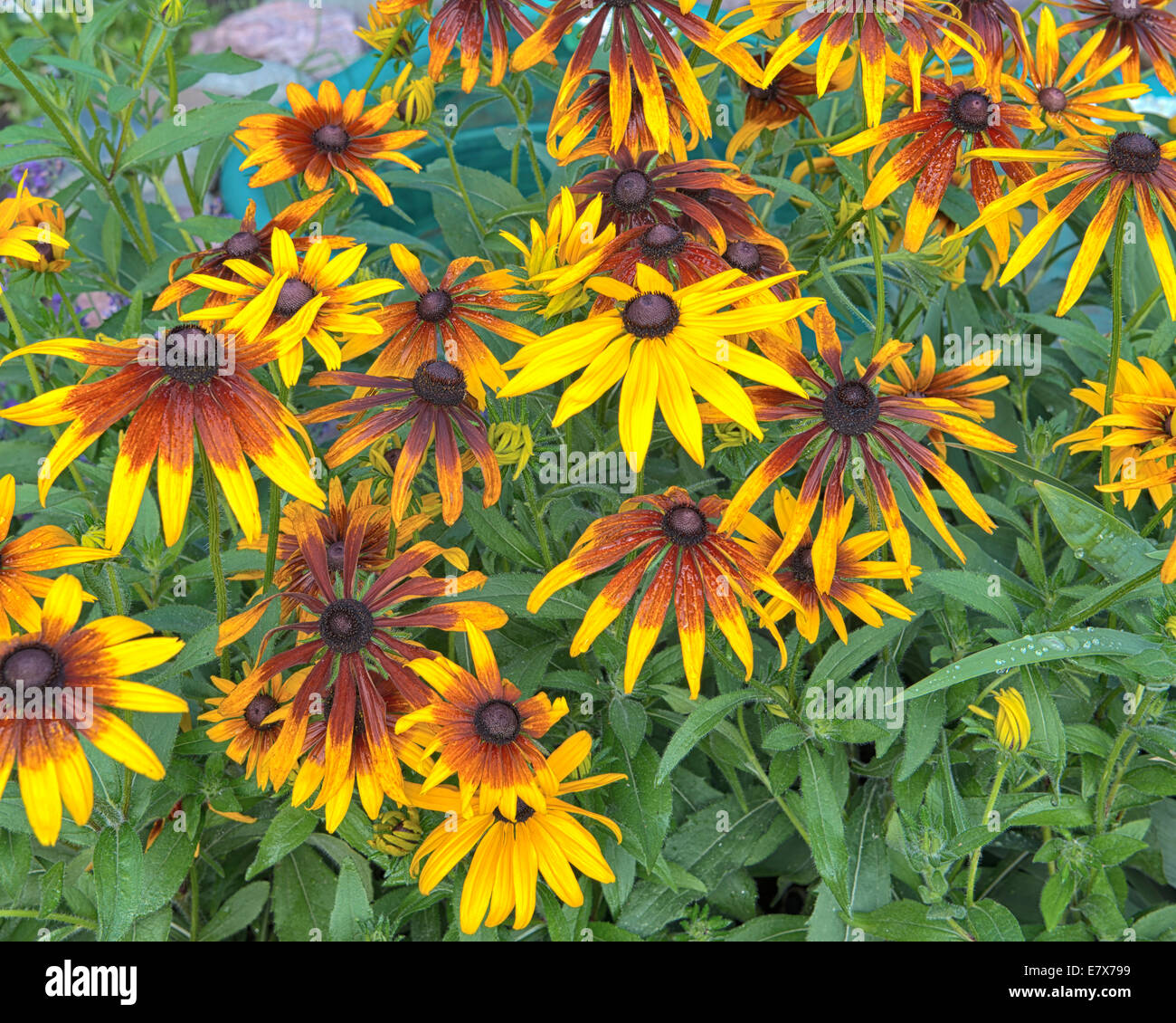 Rudbeckia flowers green leaves hi-res stock photography and images - Alamy
