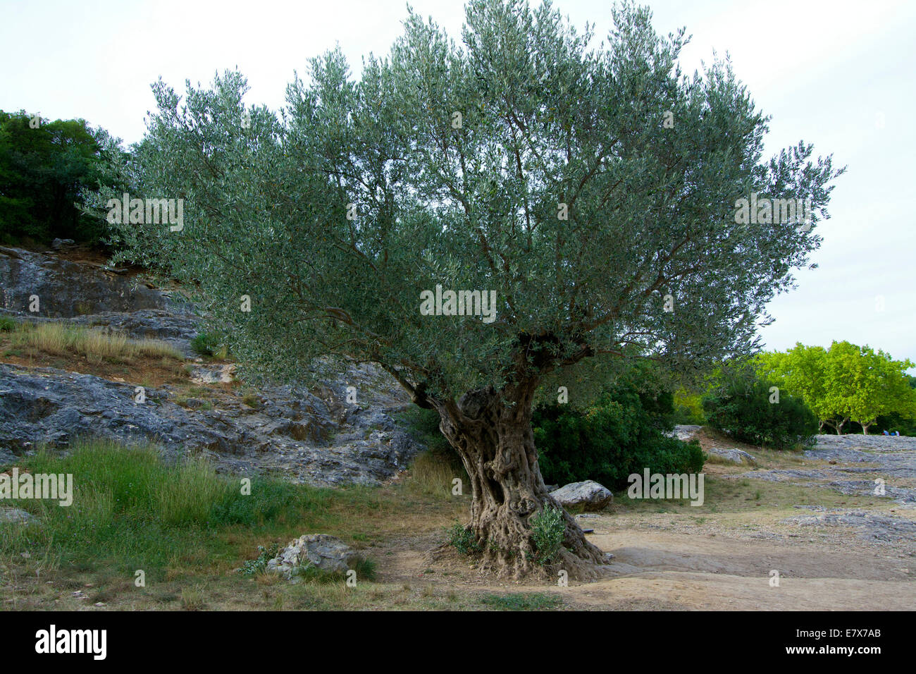 Olive tree, gard, Languedoc-Roussillon, France, Europe Stock Photo - Alamy