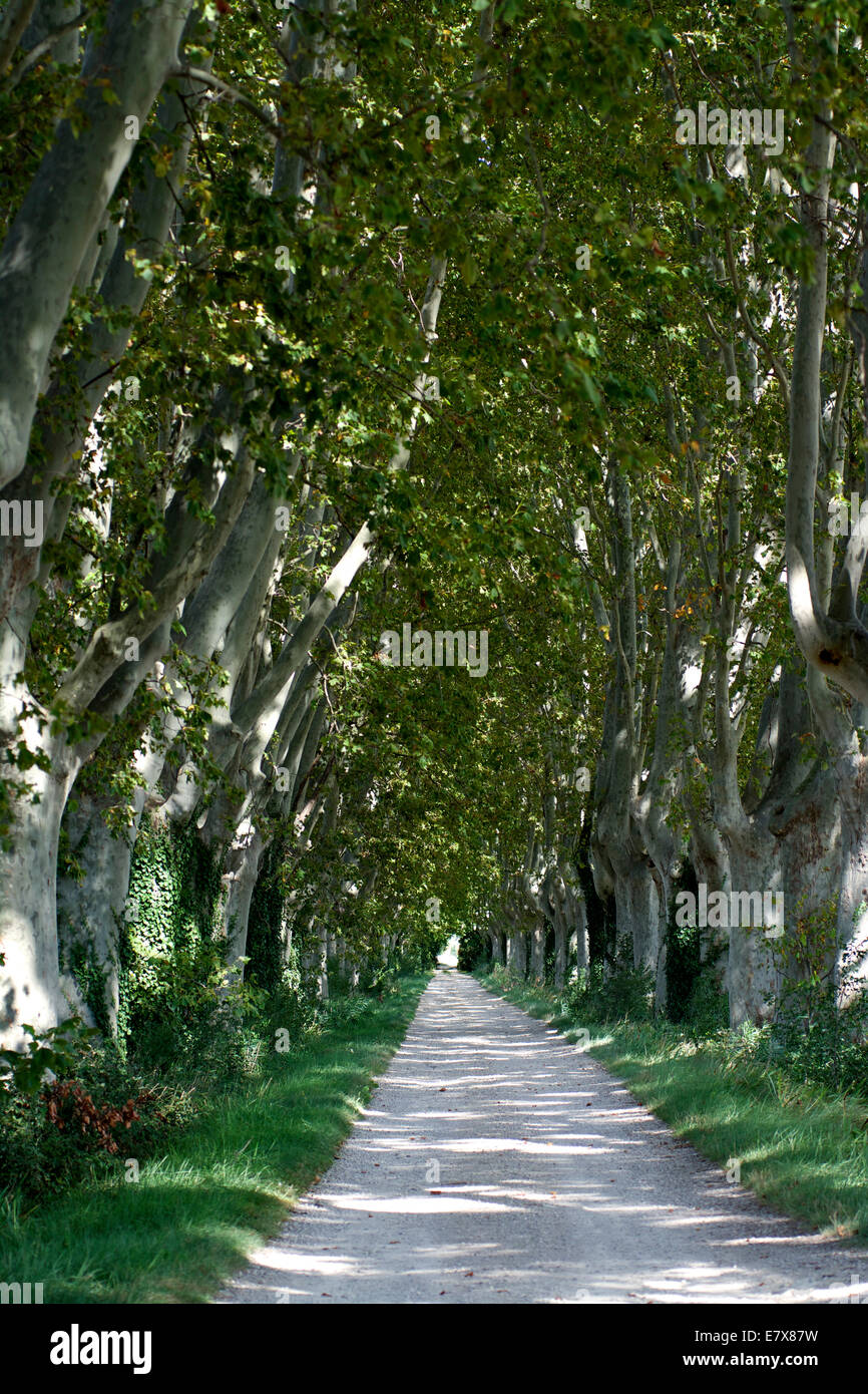 Plane trees provence hi-res stock photography and images - Alamy